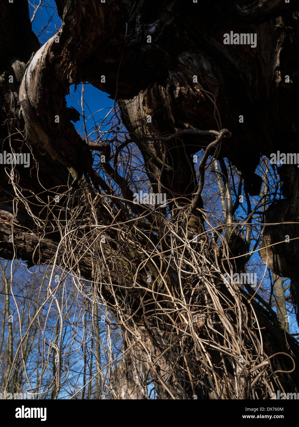 Rotten trees like dancing monsters Stock Photo - Alamy