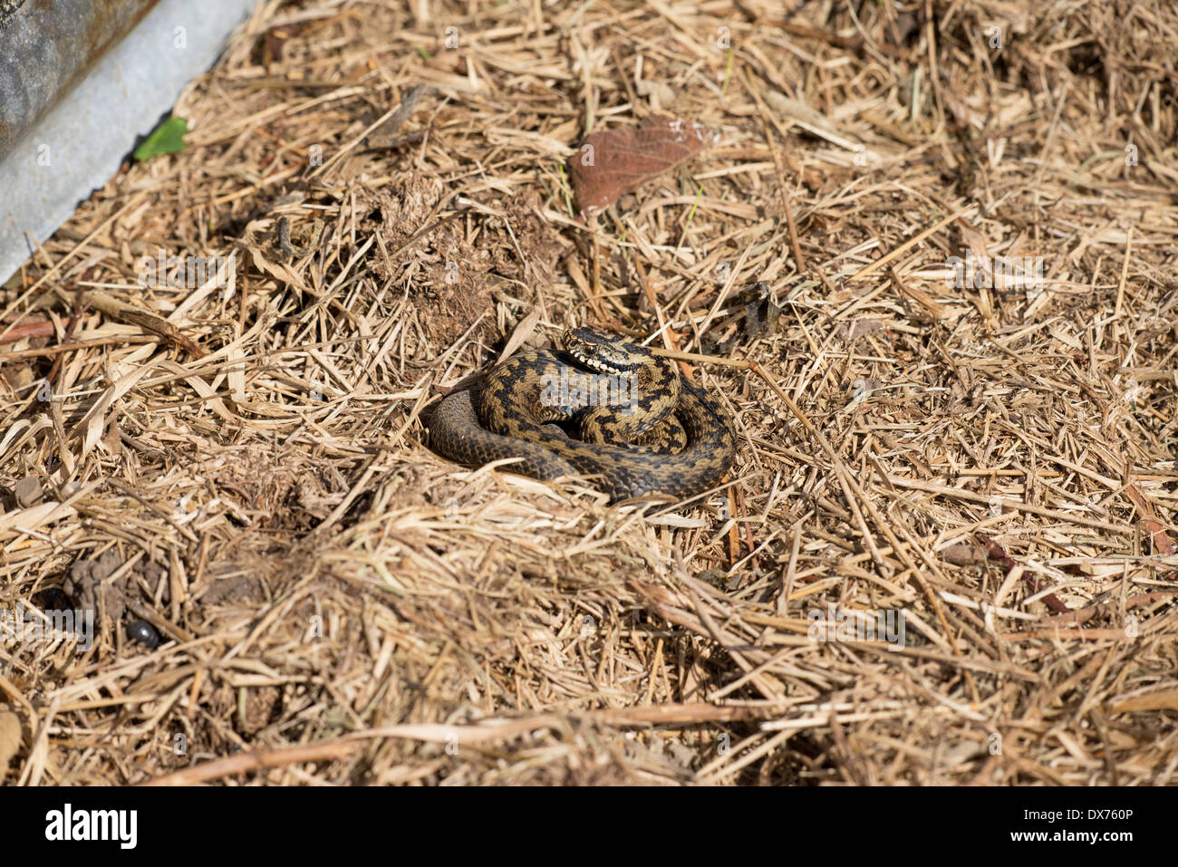 Adder (Vipera berus), sometimes also called common or northern viper ...