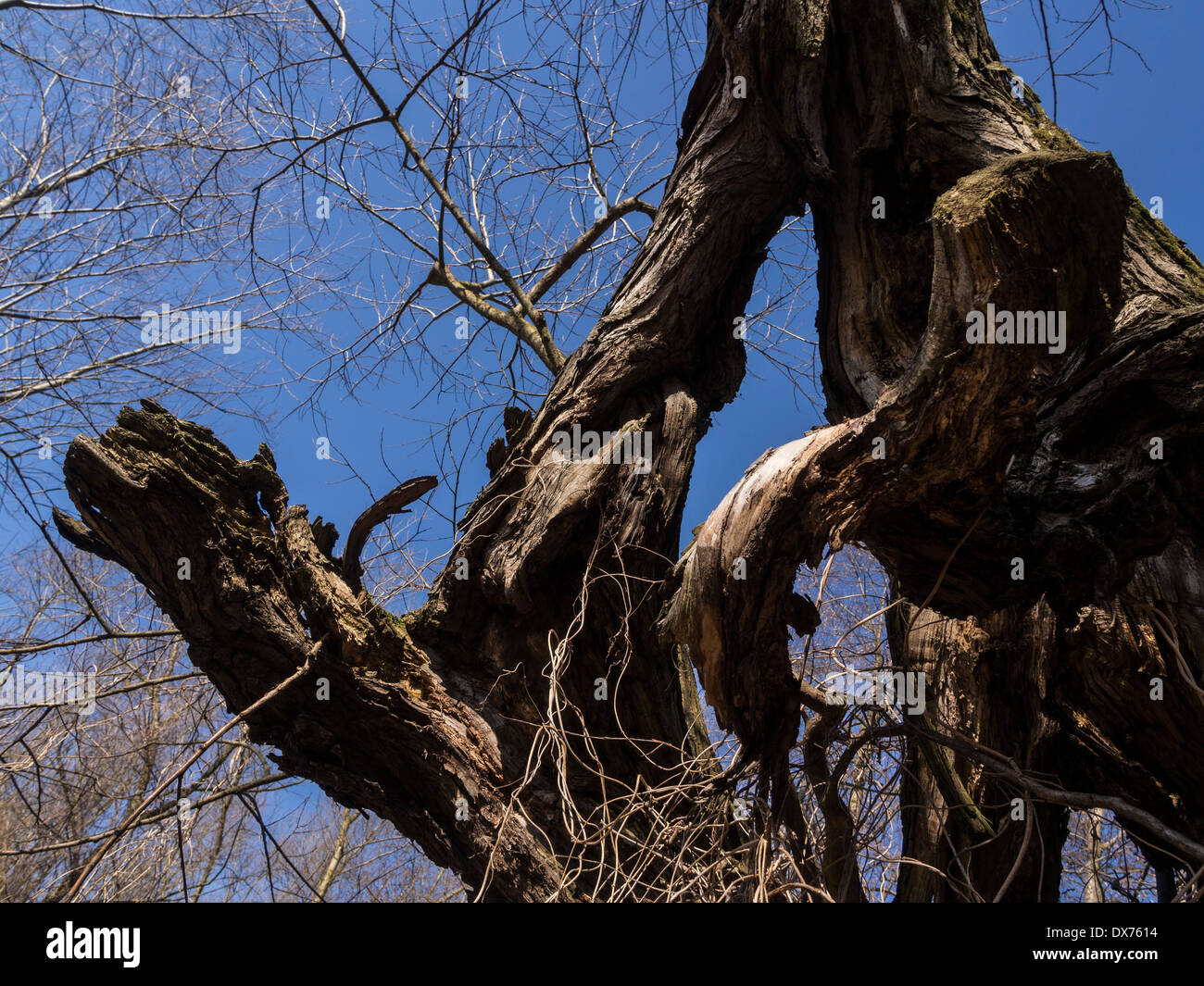 Ghost willow tree hi-res stock photography and images - Alamy