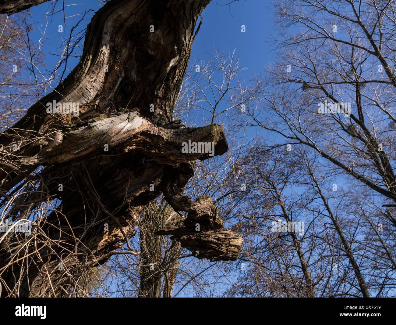 Rotten trees like dancing monsters Stock Photo - Alamy