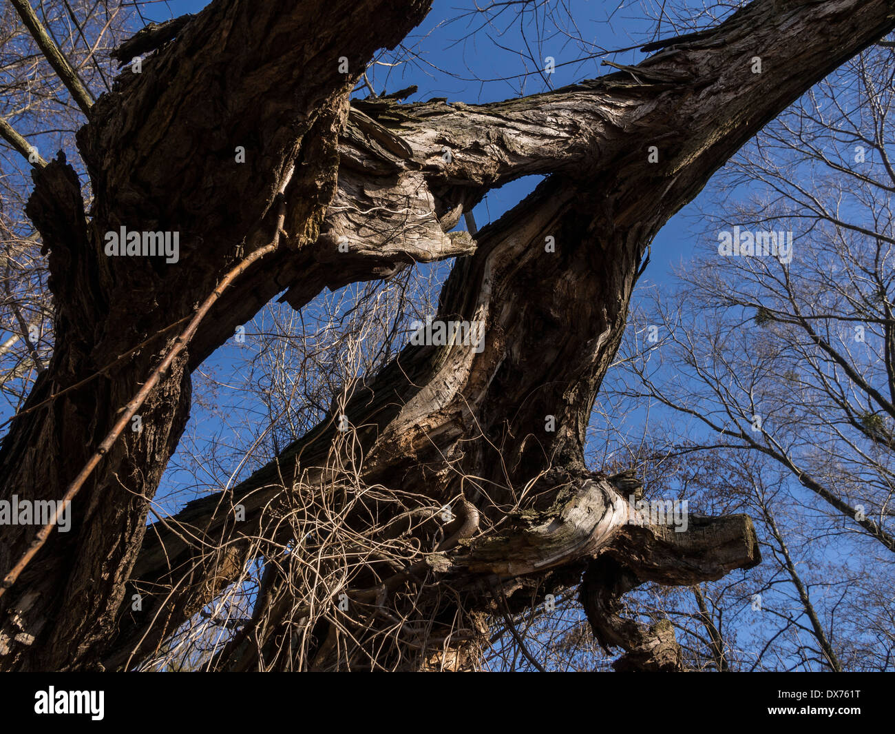 Ghost willow tree hi-res stock photography and images - Alamy