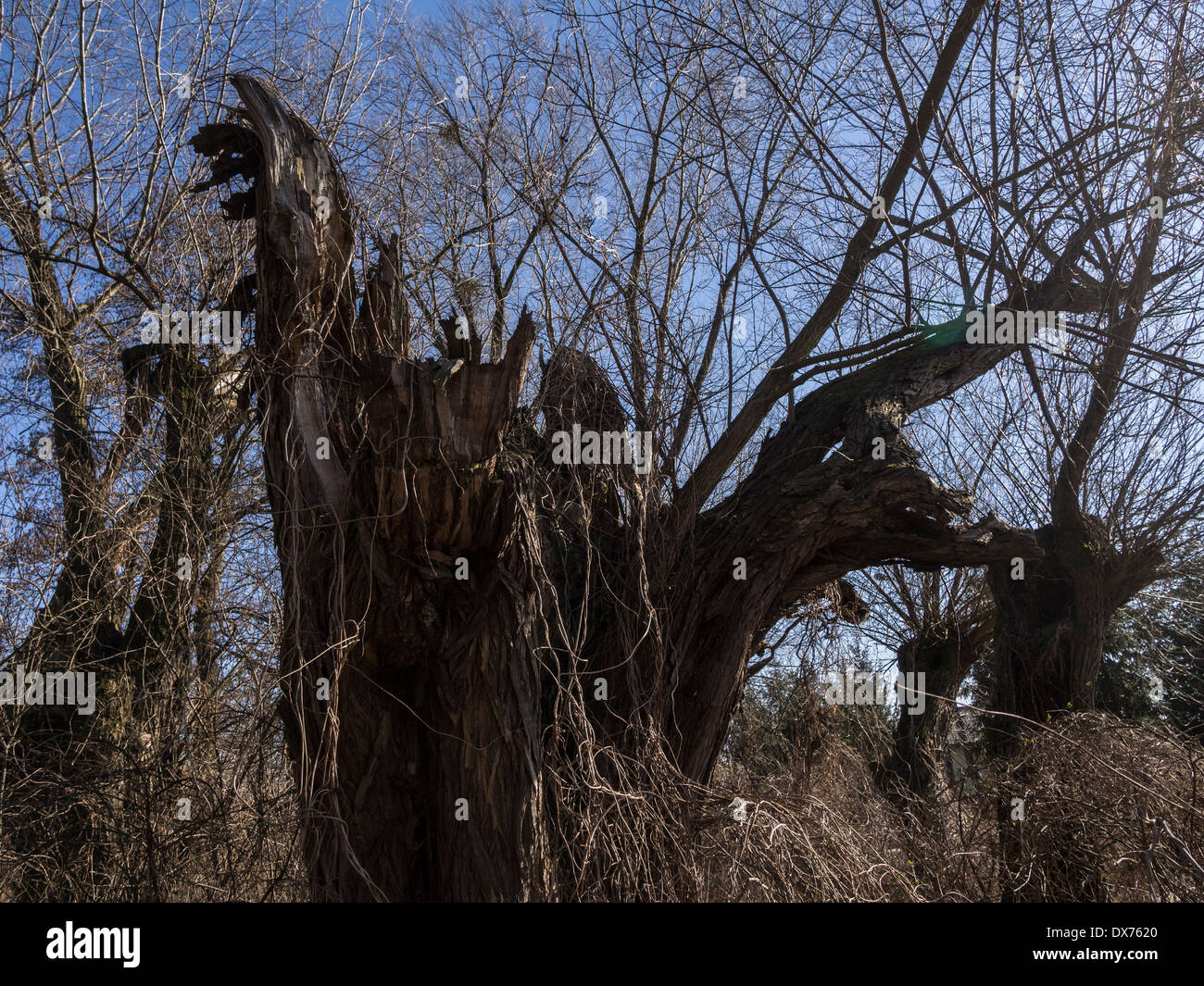 Rotten trees like dancing monsters Stock Photo - Alamy