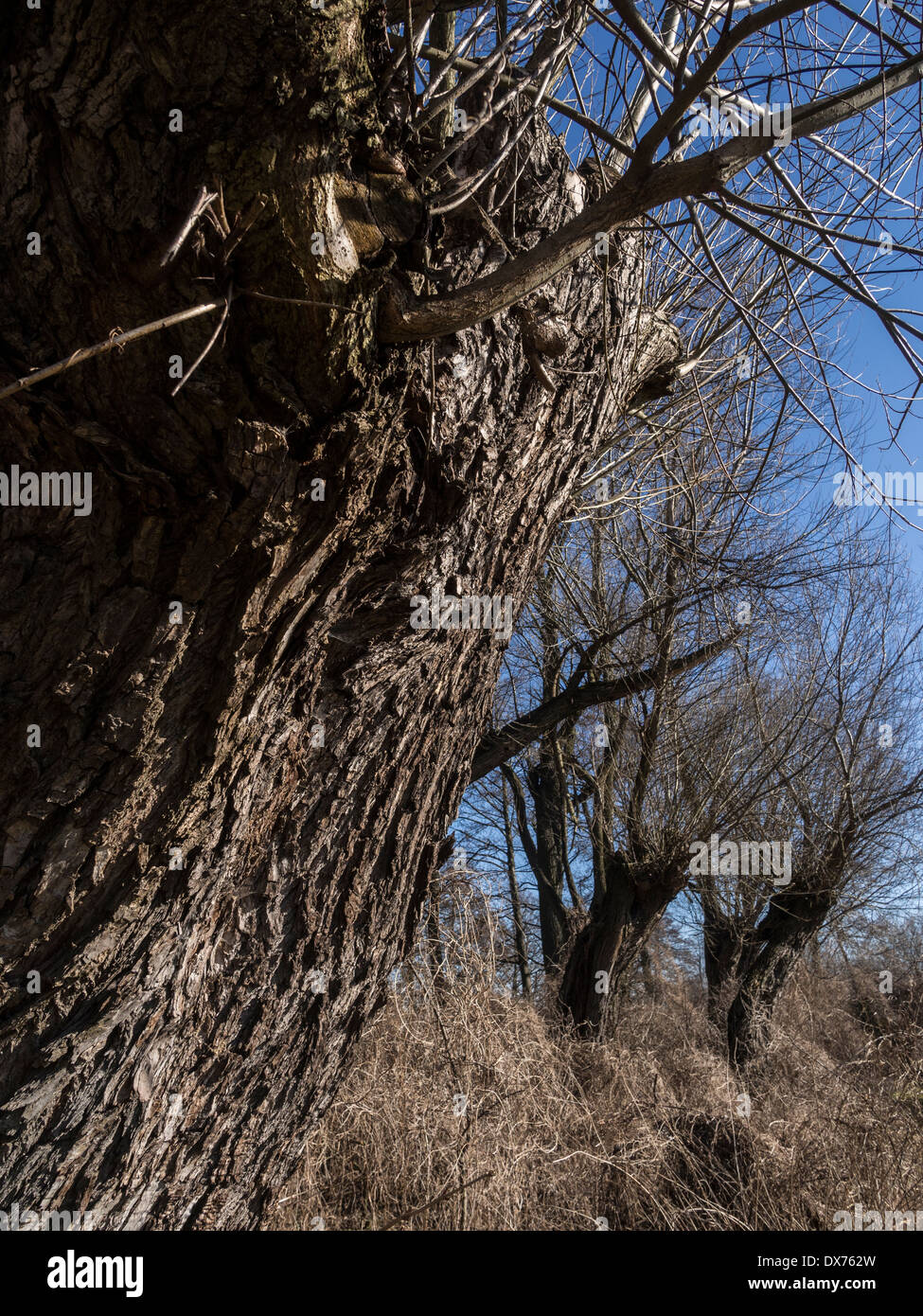 Rotten trees like dancing monsters Stock Photo - Alamy