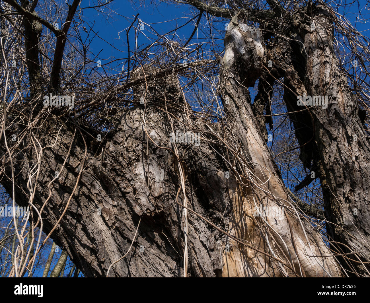 Rotten trees like dancing monsters Stock Photo - Alamy