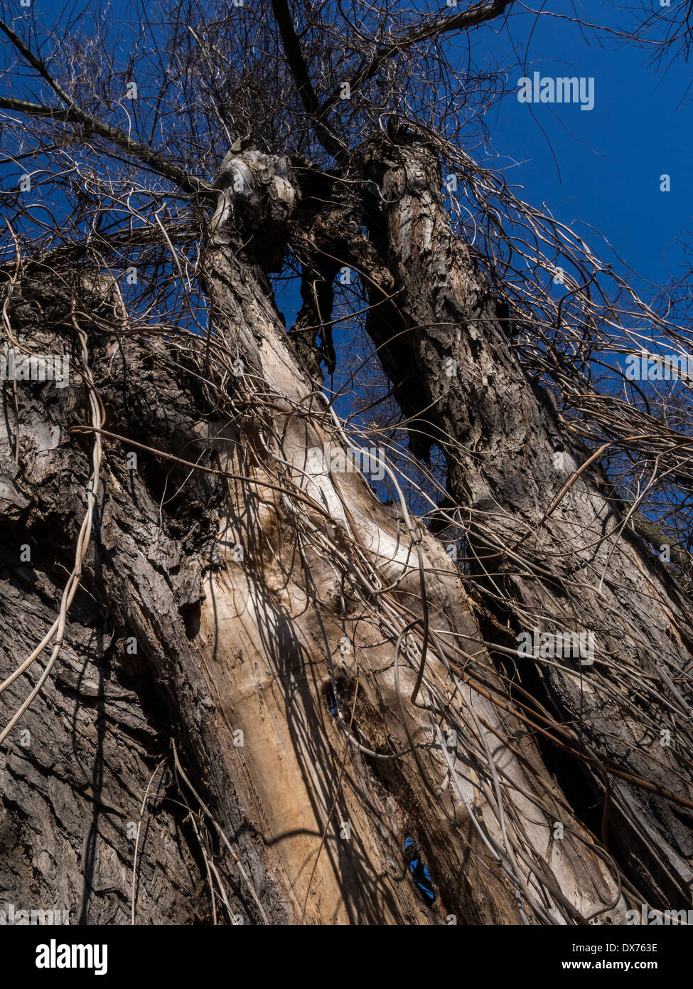 Rotten trees like dancing monsters Stock Photo - Alamy