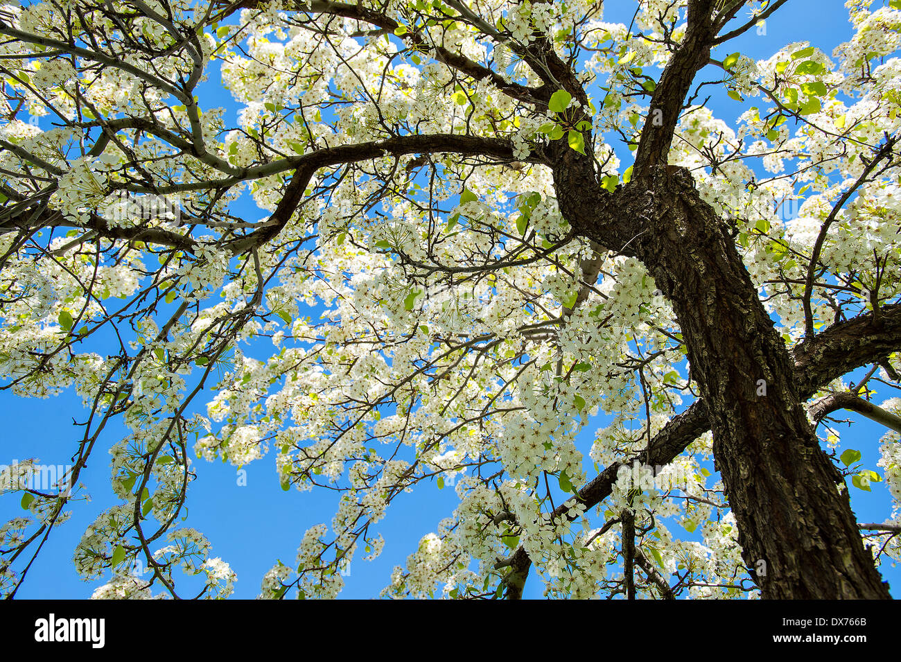 Looking up at the blue sky through the blossoming leaves of a white ...