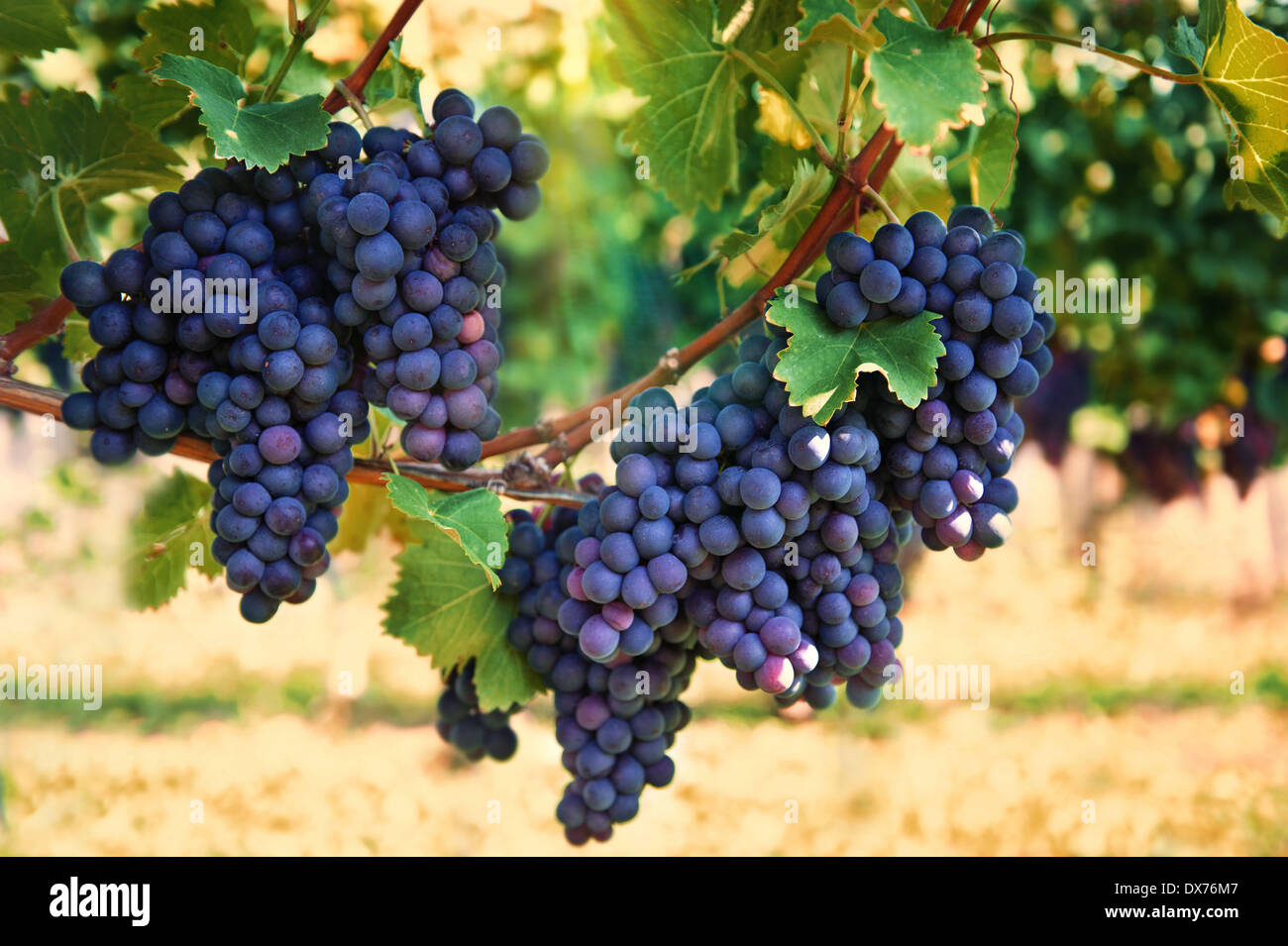 Grape grapes bunch purple produce hi-res stock photography and images ...
