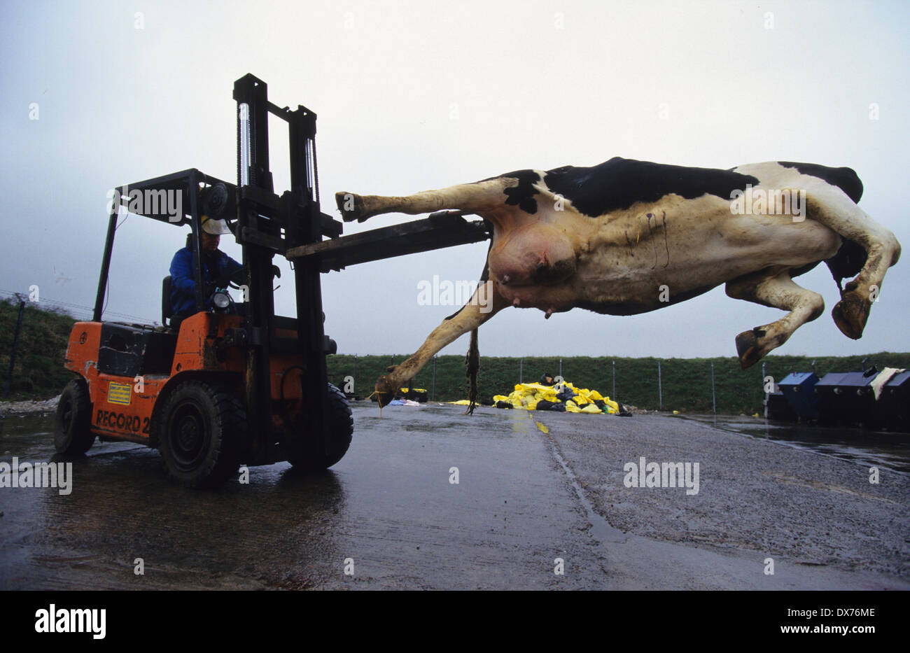 Cow with suspected BSE, Mad Cow disease, beasts are culled and ...