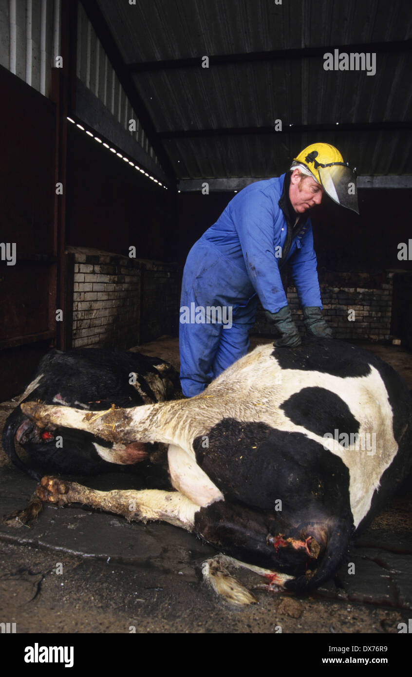 Cow brain tissue hi-res stock photography and images - Alamy