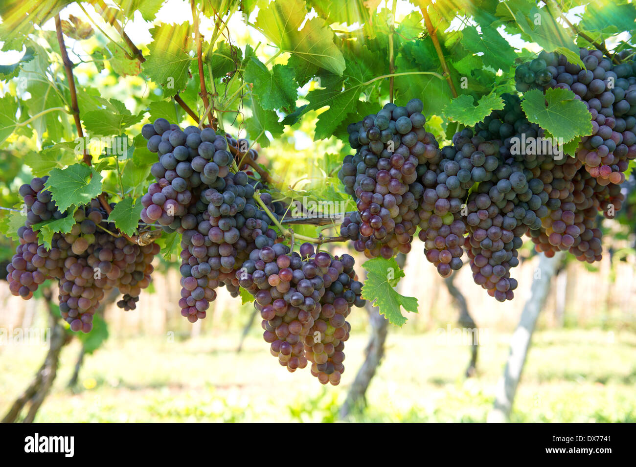 purple red grapes with green leaves on the vine. vine grape fruit ...