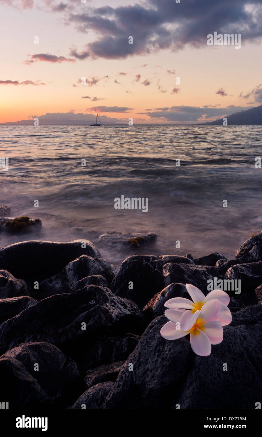 Plumeria blooms lay on volcanic rock while a sail boat is anchored in ...