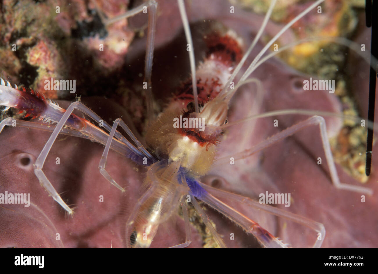 Oman, Indian Ocean, banded coral shrimp eating fish Stock Photo - Alamy