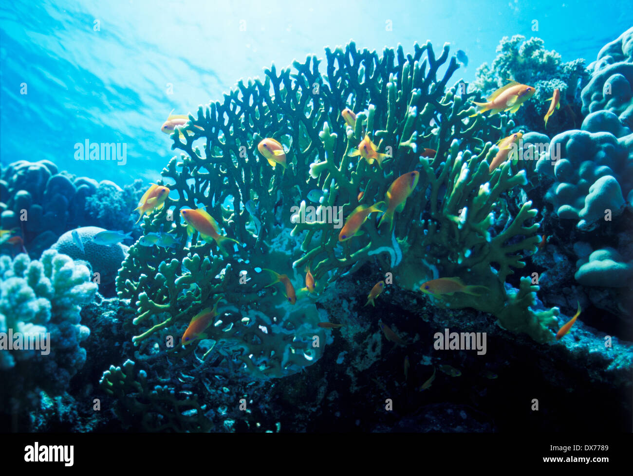 Saudi Arabia, Red Sea, underwater, corals and fish Stock Photo - Alamy
