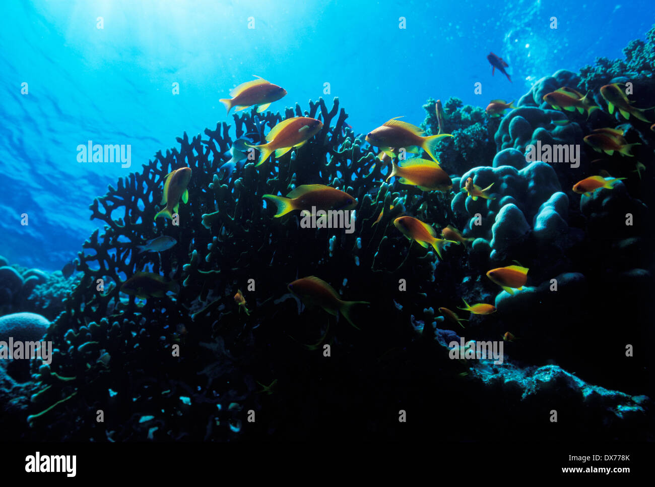 Saudi Arabia, Red Sea, underwater, corals and fish Stock Photo - Alamy