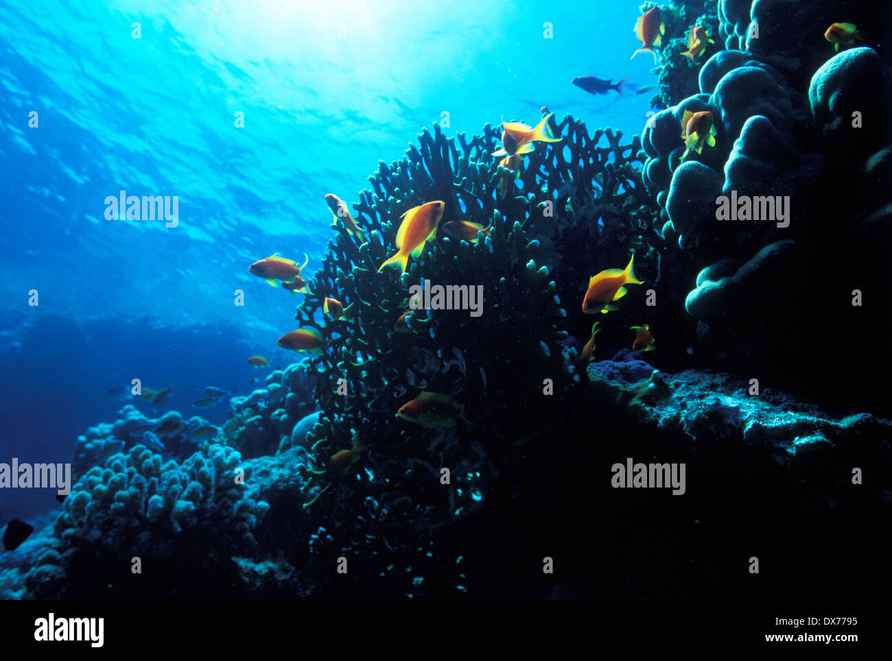 Saudi Arabia, Red Sea, underwater, corals and fish Stock Photo - Alamy