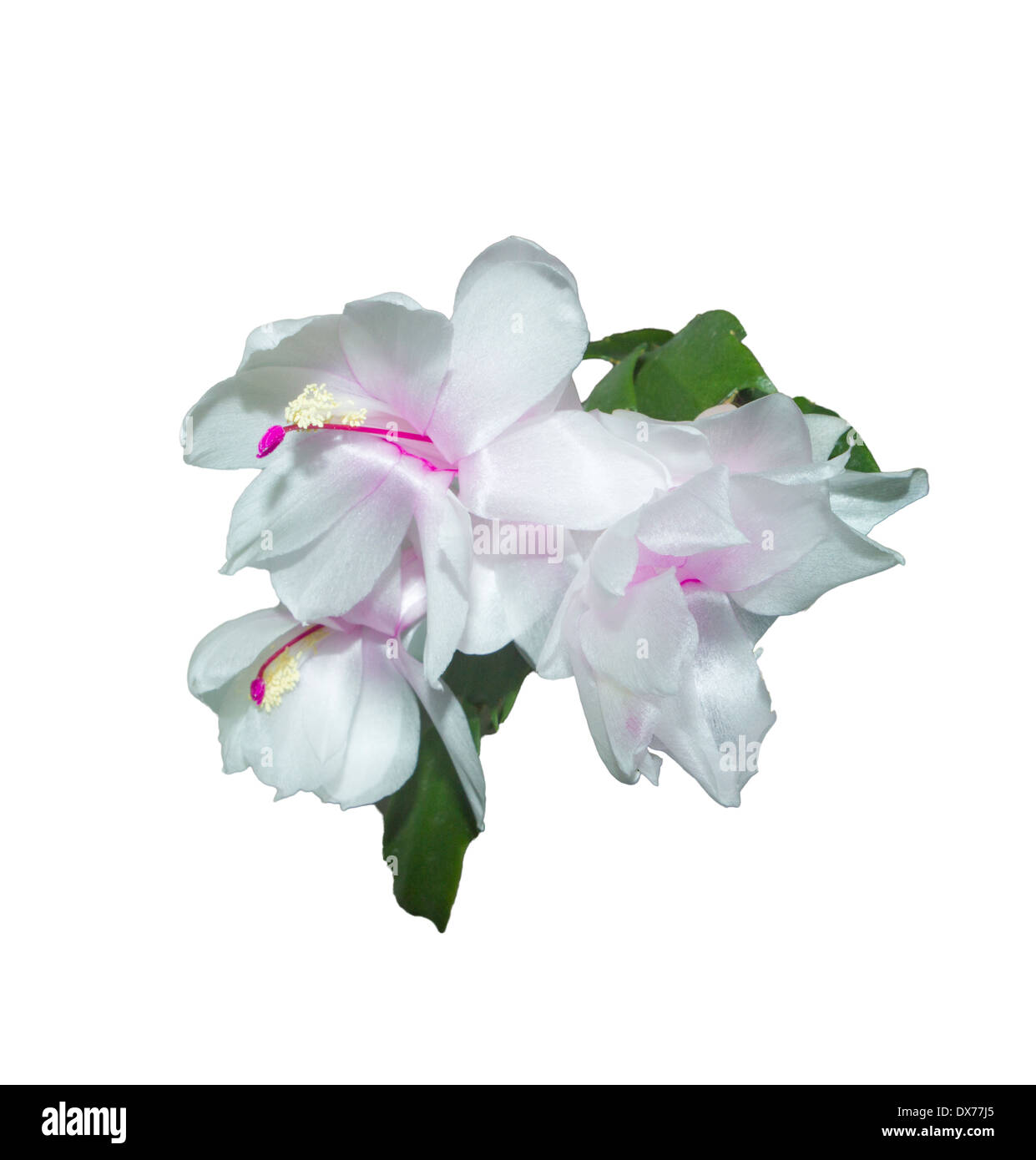 Colored cactus Cut Out Stock Images & Pictures - Alamy