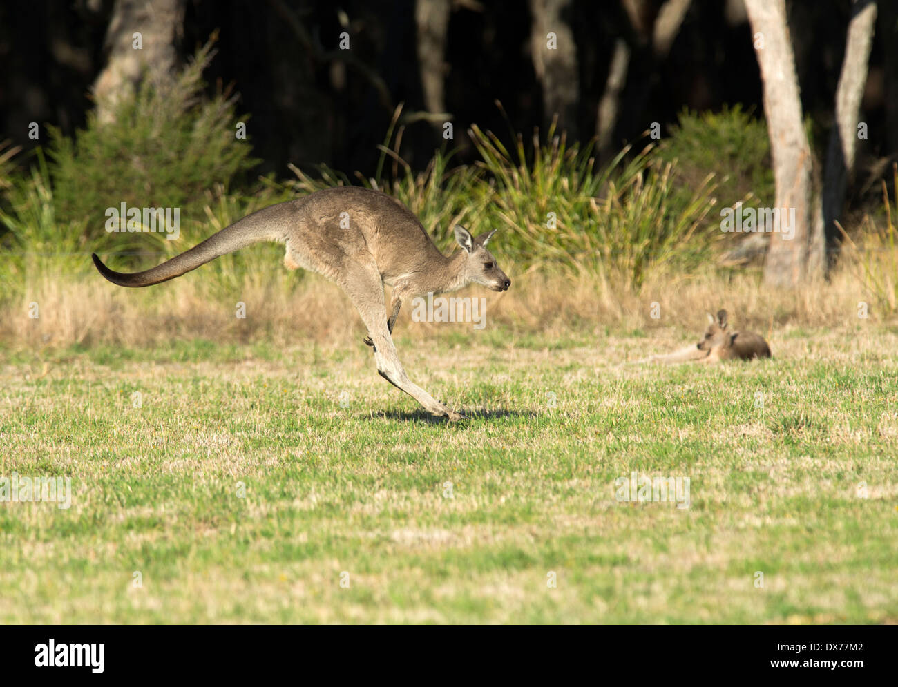 Eastern grey kangaroo (Macropus giganteus), leaping Stock Photo - Alamy