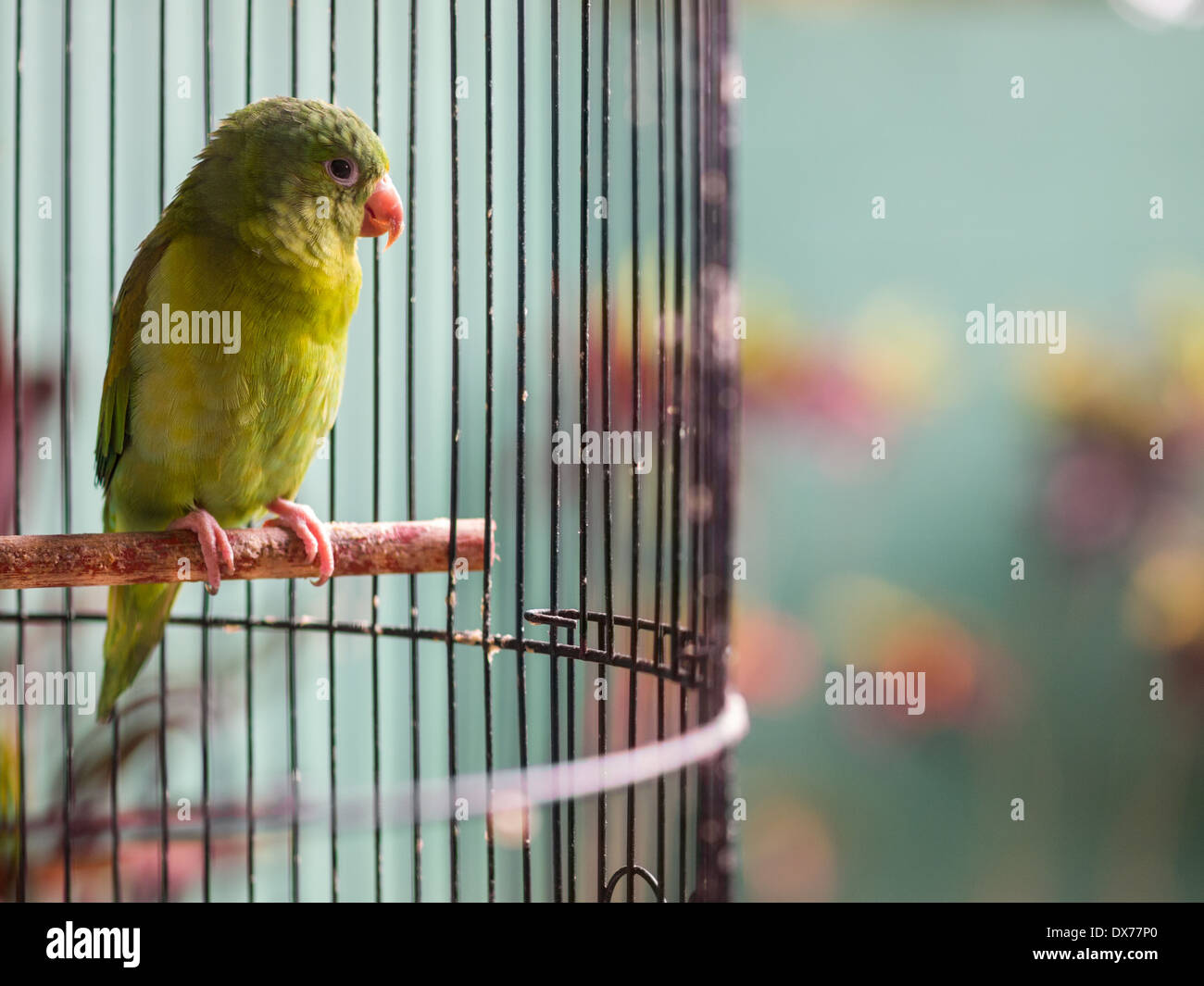 Inside cage hi-res stock photography and images - Alamy