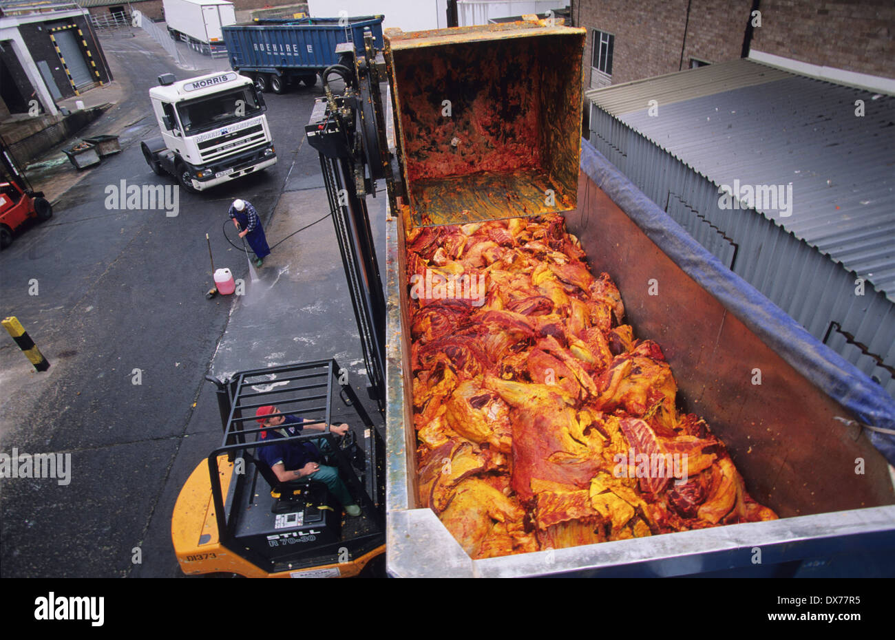 BSE, cattle carcasses suspected with Mad Cow disease are dyed yellow to ...