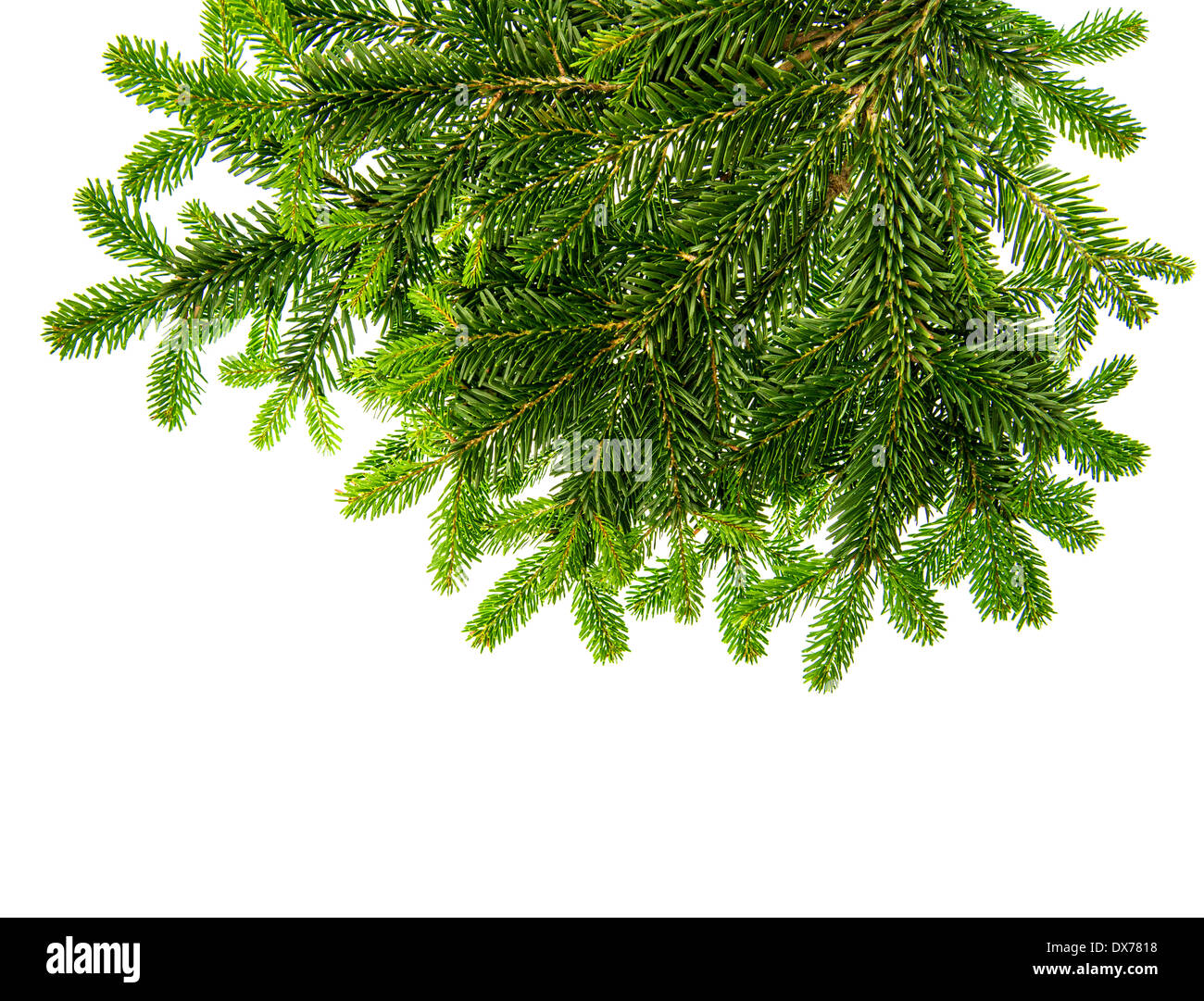 christmas tree twigs undecorated isolated over white background Stock ...