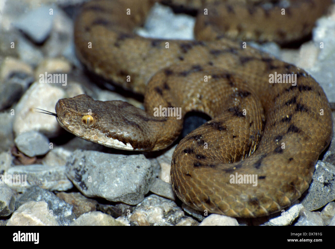 Vipere hi-res stock photography and images - Alamy