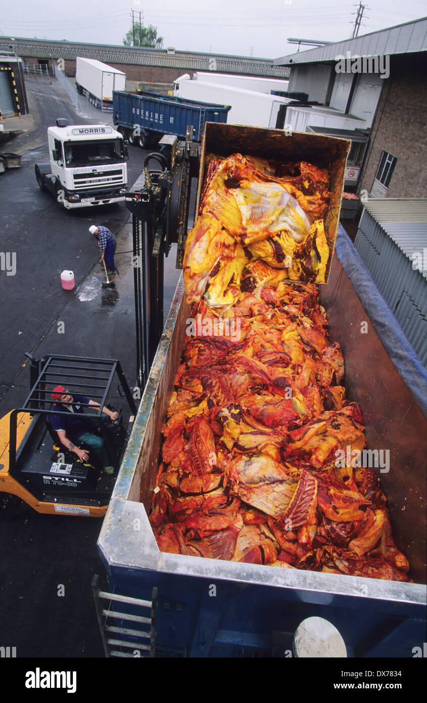 BSE, cattle carcasses suspected with Mad Cow disease are dyed yellow to ...