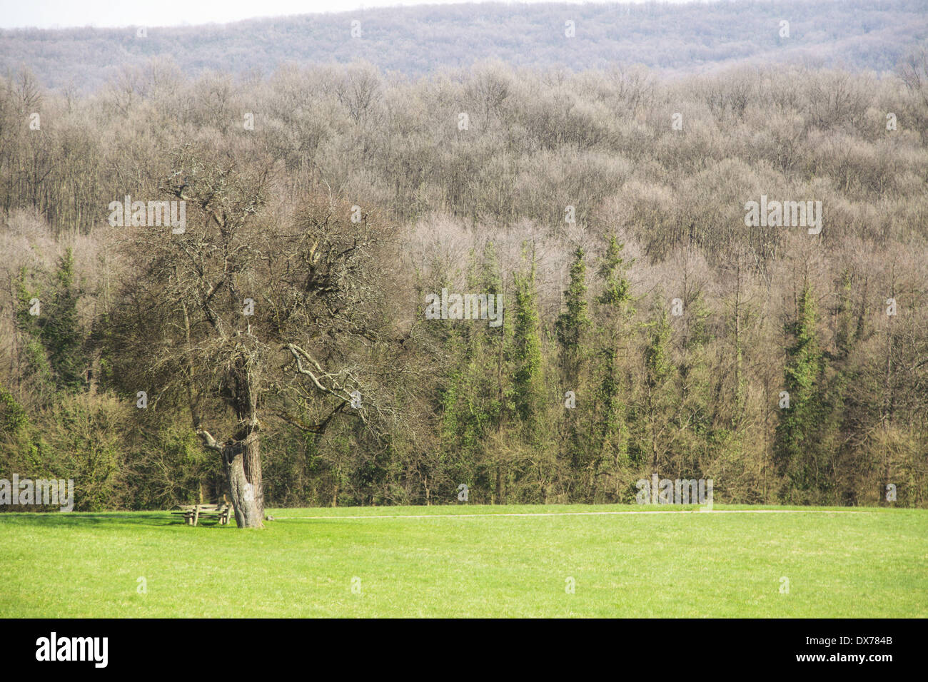 Open glade hi-res stock photography and images - Alamy