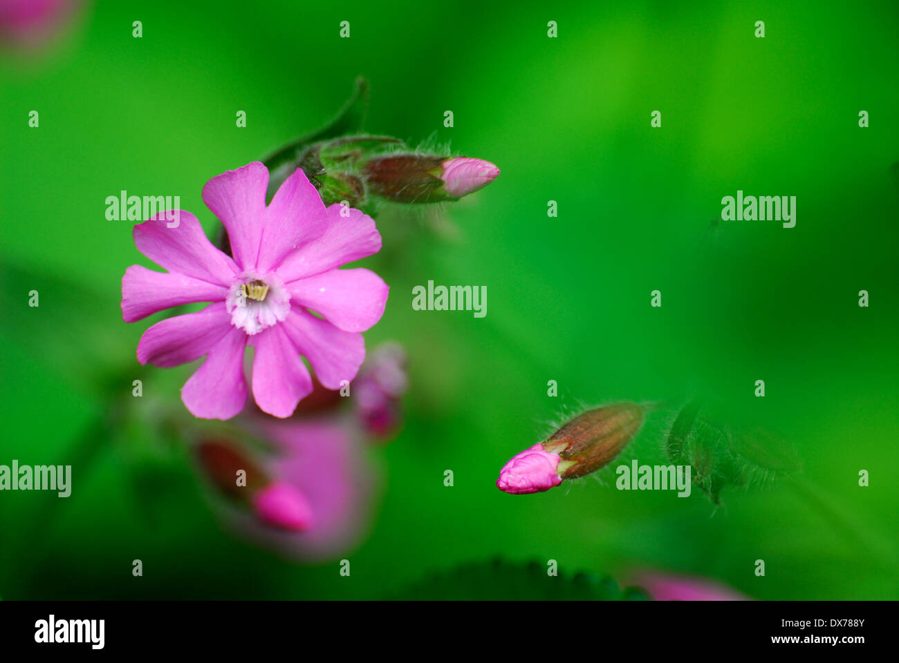 Wood mallow hi-res stock photography and images - Alamy