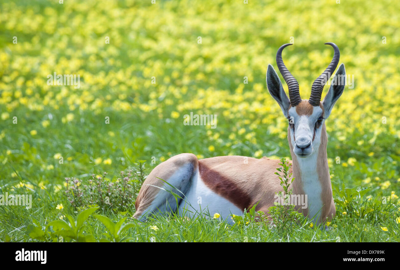 A springbok lays amongst grass and wildflowers Stock Photo - Alamy