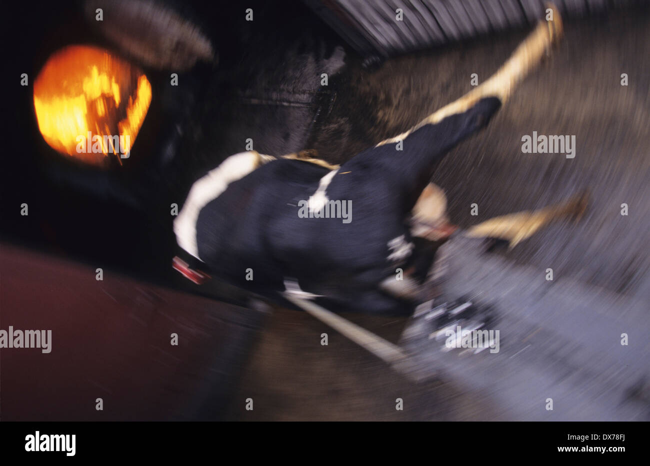 Suspected BSE, cattle suspected with Mad Cow disease are incinerated ...