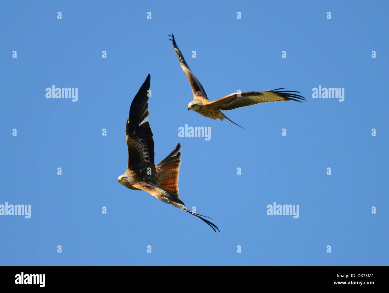 Red Kites at Gigrin Farm Kite Centre Red Kite Feeding Station at ...