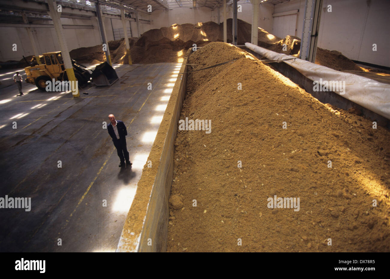 Mad Cow disease, burnt remains of suspected BSE infected cattle ...