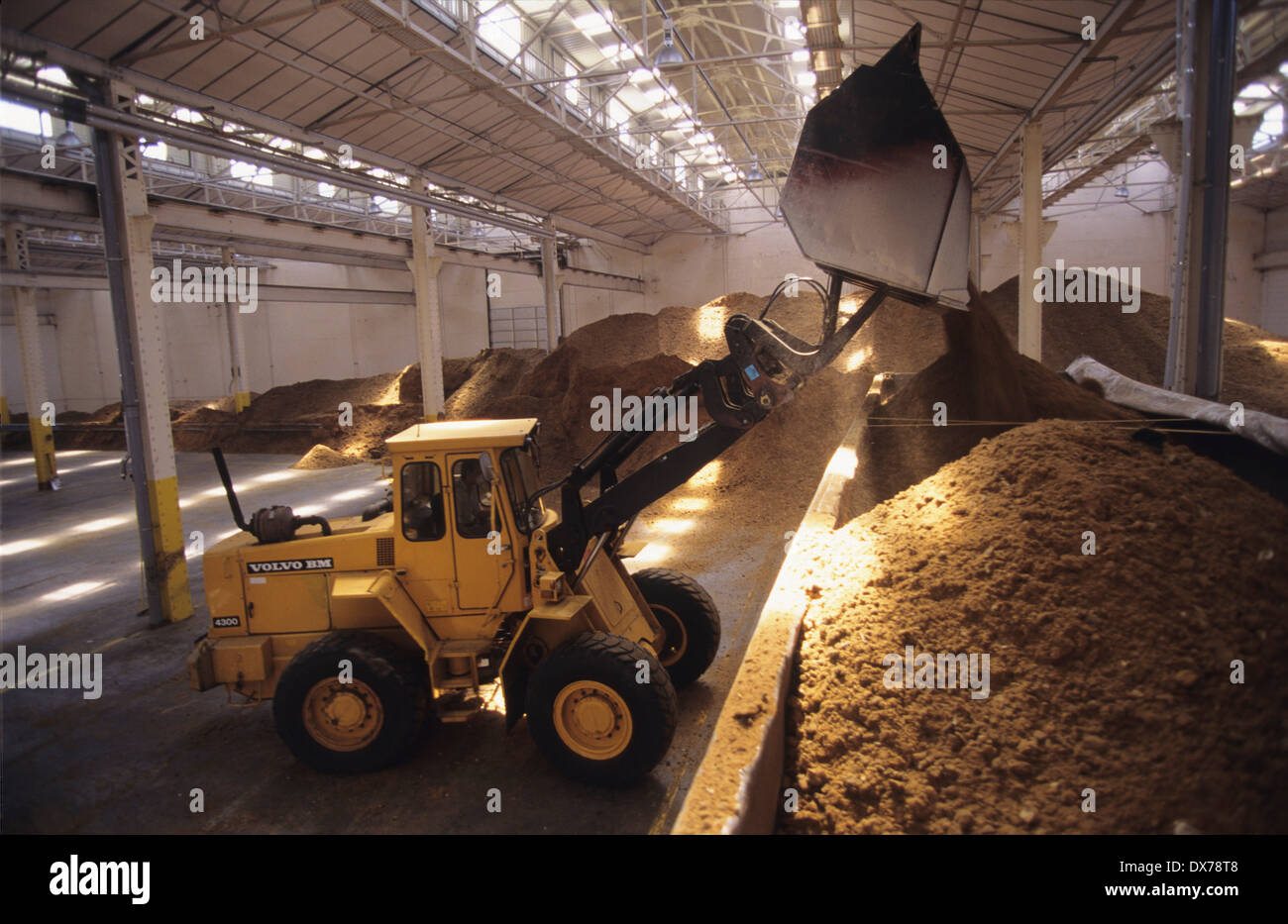 Mad Cow disease, burnt remains of suspected BSE infected cattle ...