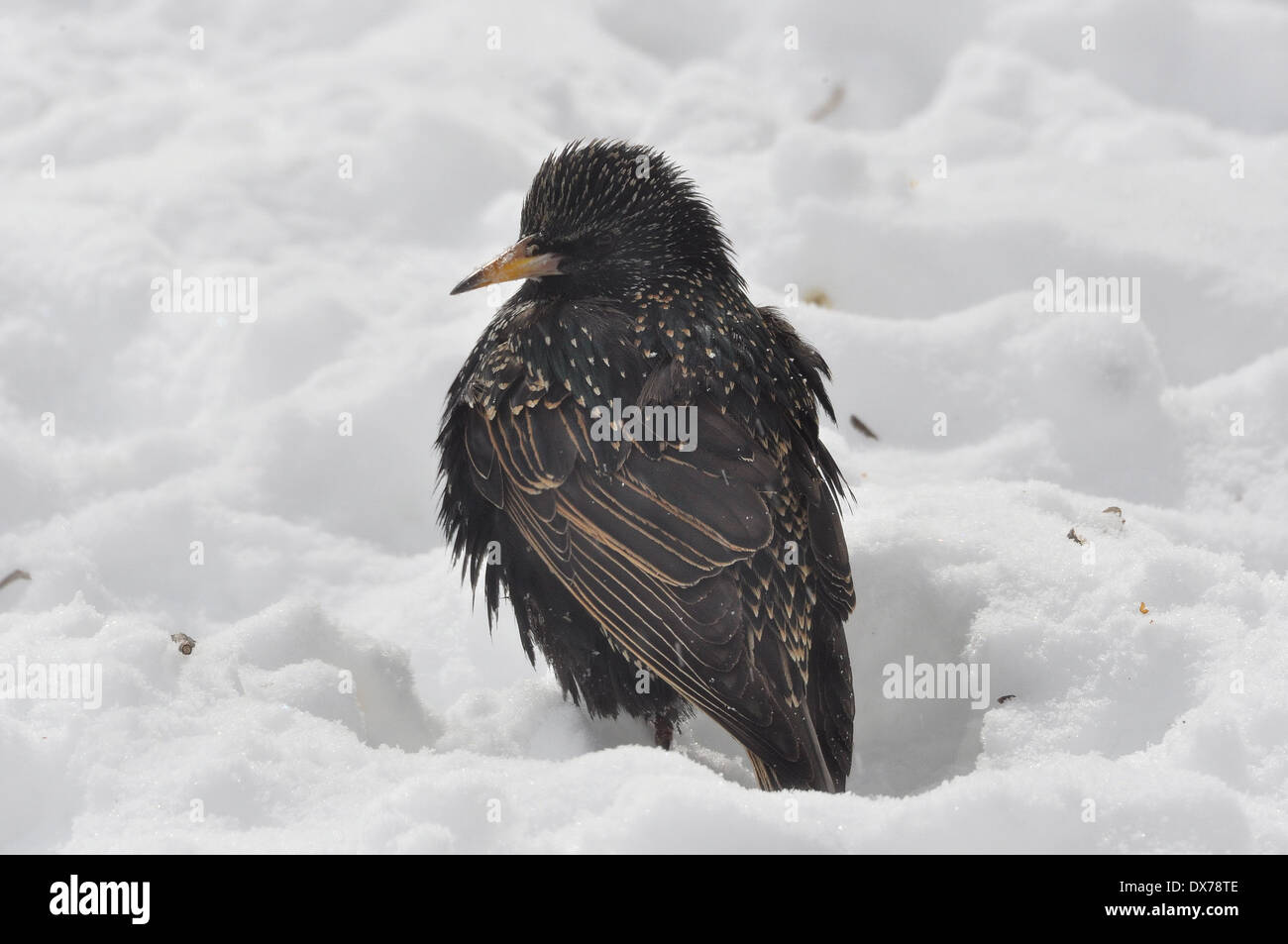 Starling fauna hi-res stock photography and images - Alamy