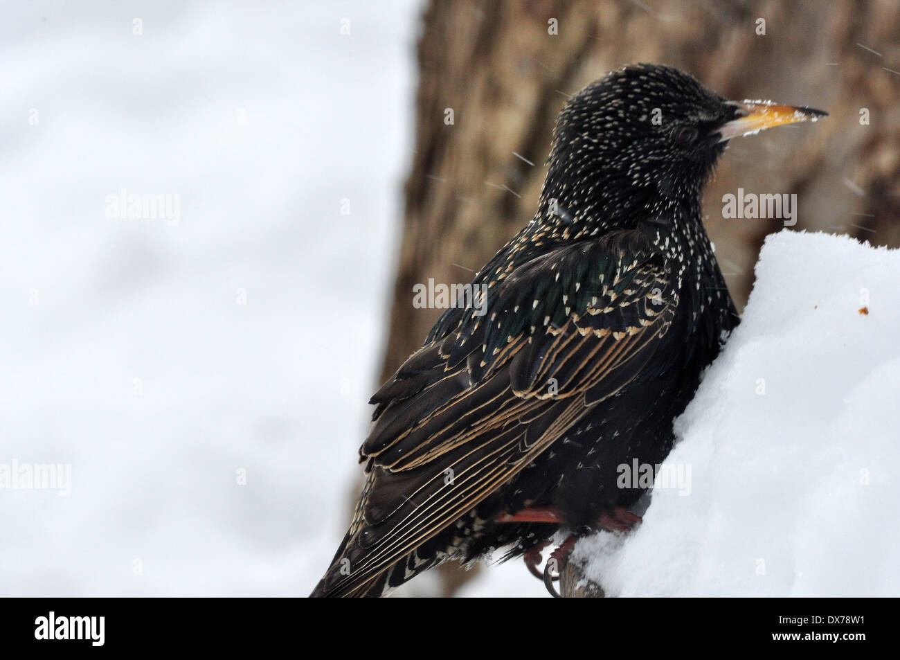 Starling fauna hi-res stock photography and images - Alamy