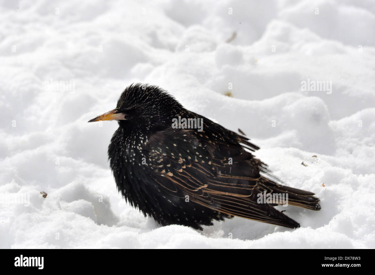 Starling in winter hi-res stock photography and images - Alamy