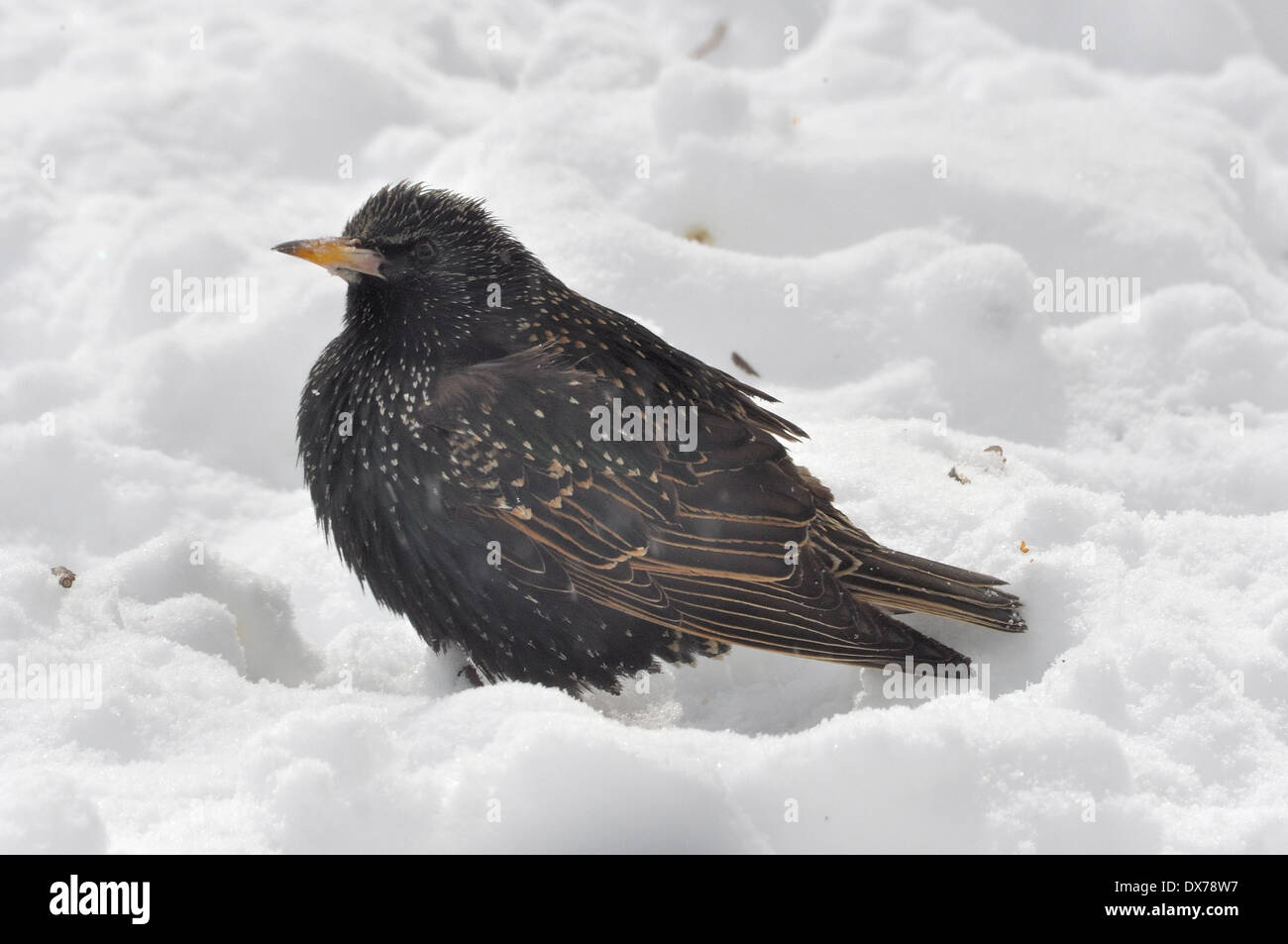 Habitat For European Starling at Mary Nugent blog