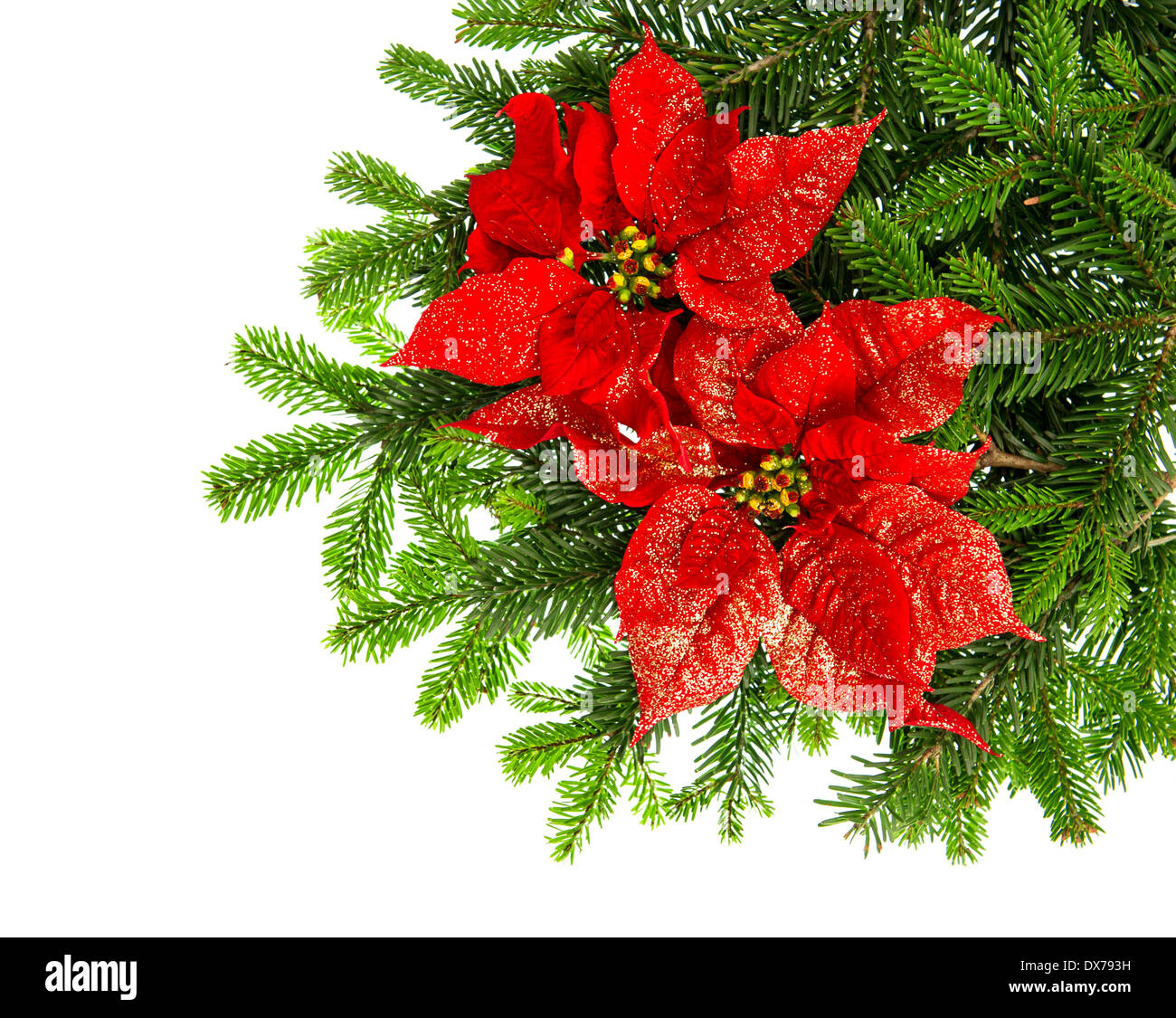 beautiful christmas tree branch with red poinsettia flower Stock Photo ...