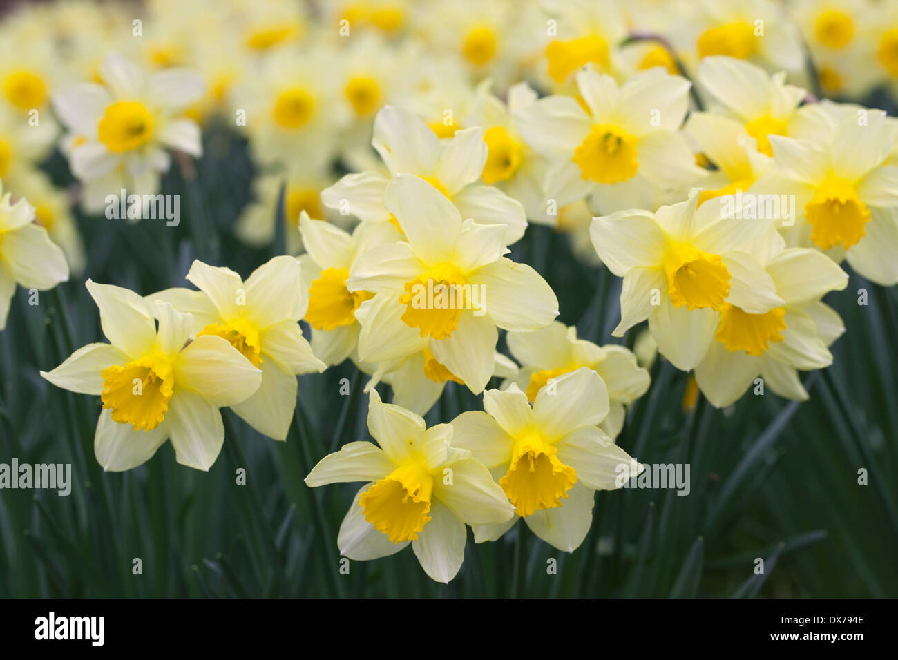 Daffodils Large Bloom High Resolution Stock Photography and Images - Alamy