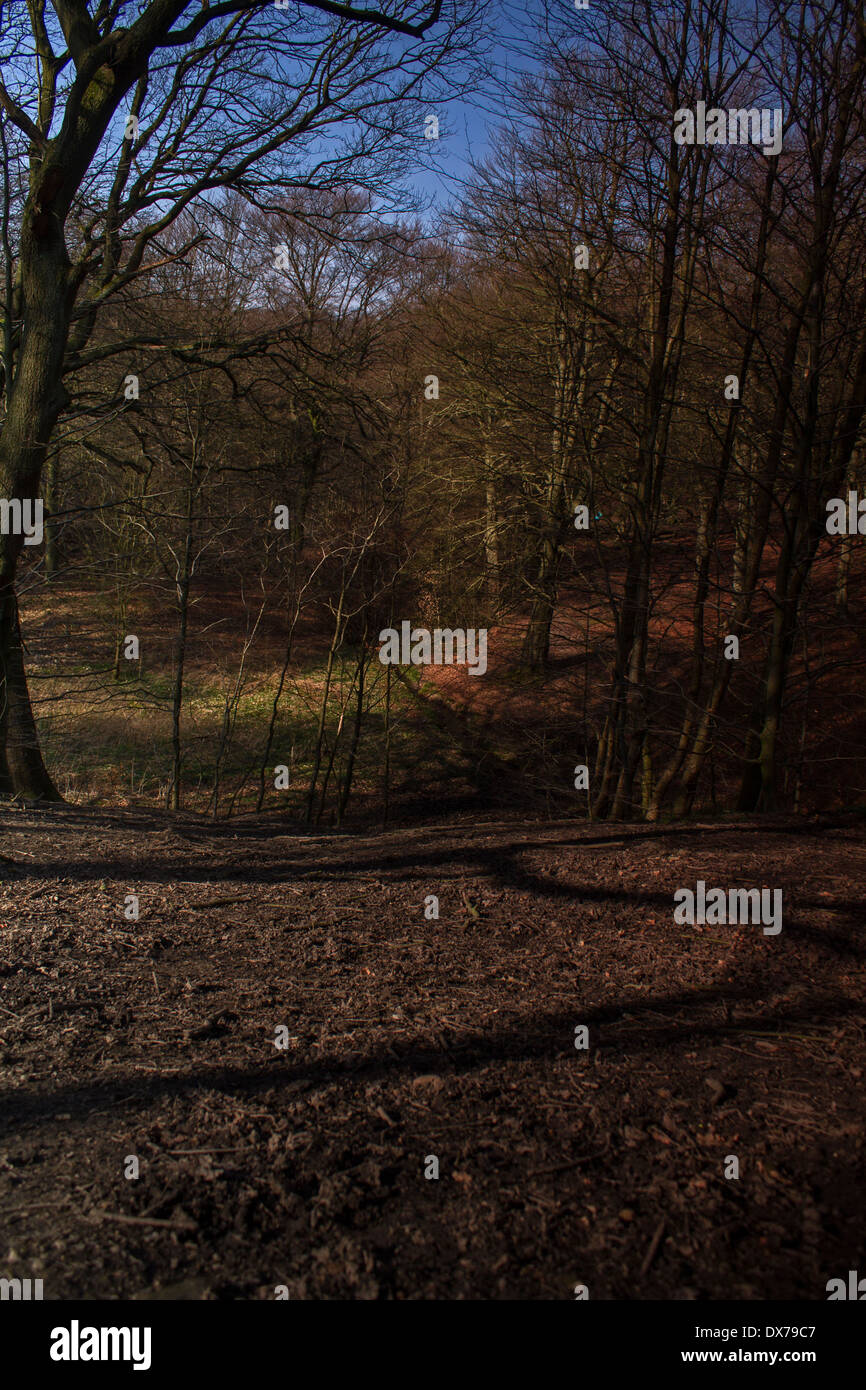 Swirling shadows in the woods Stock Photo - Alamy