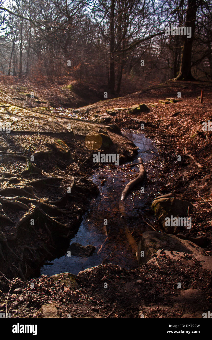 A blue stream in woodland Stock Photo - Alamy