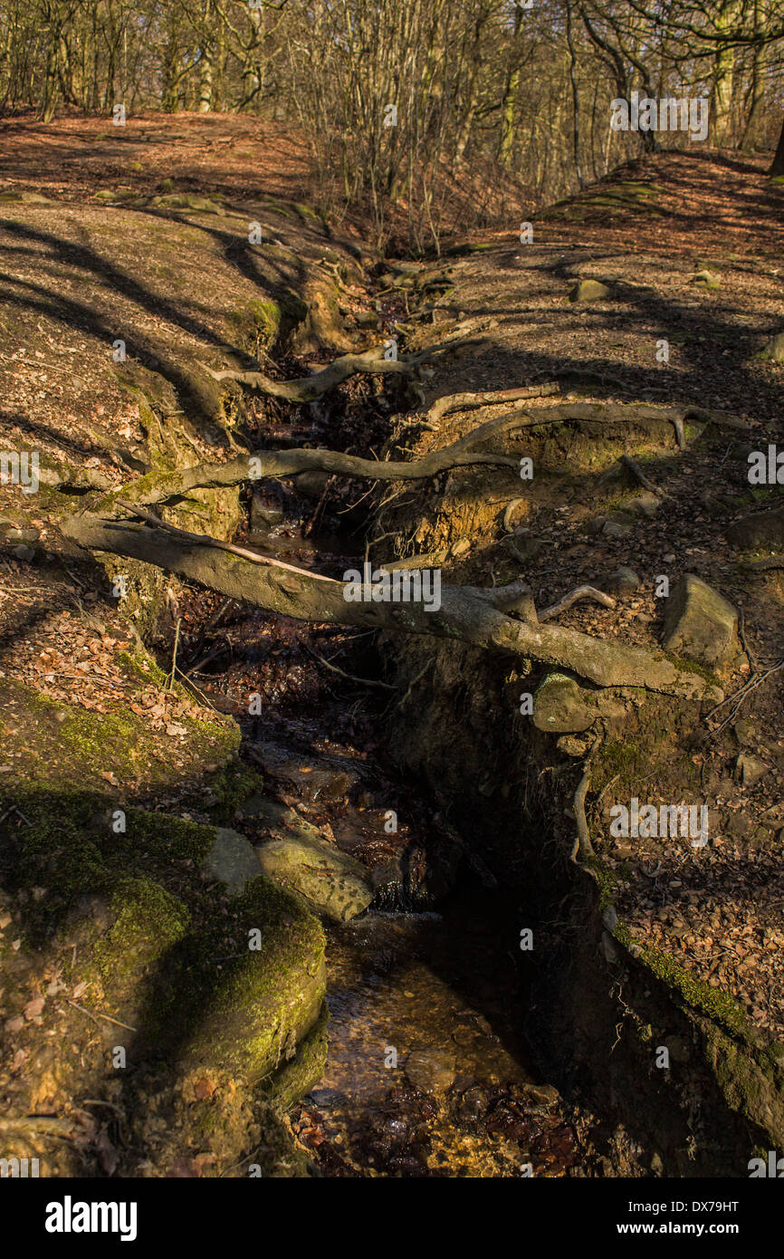 Roots bridge hi-res stock photography and images - Alamy