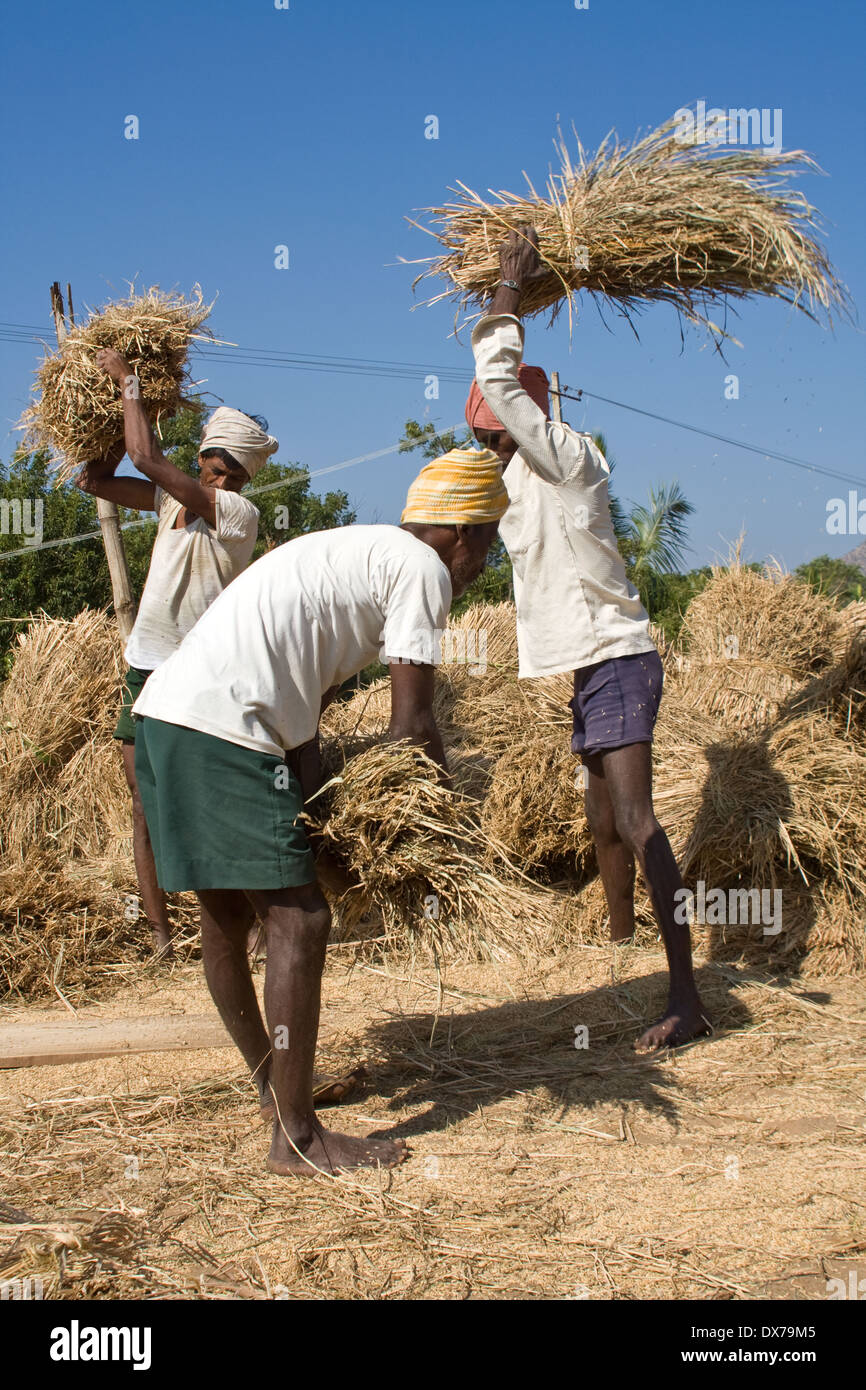 Threshing Rice High Resolution Stock Photography and Images - Alamy