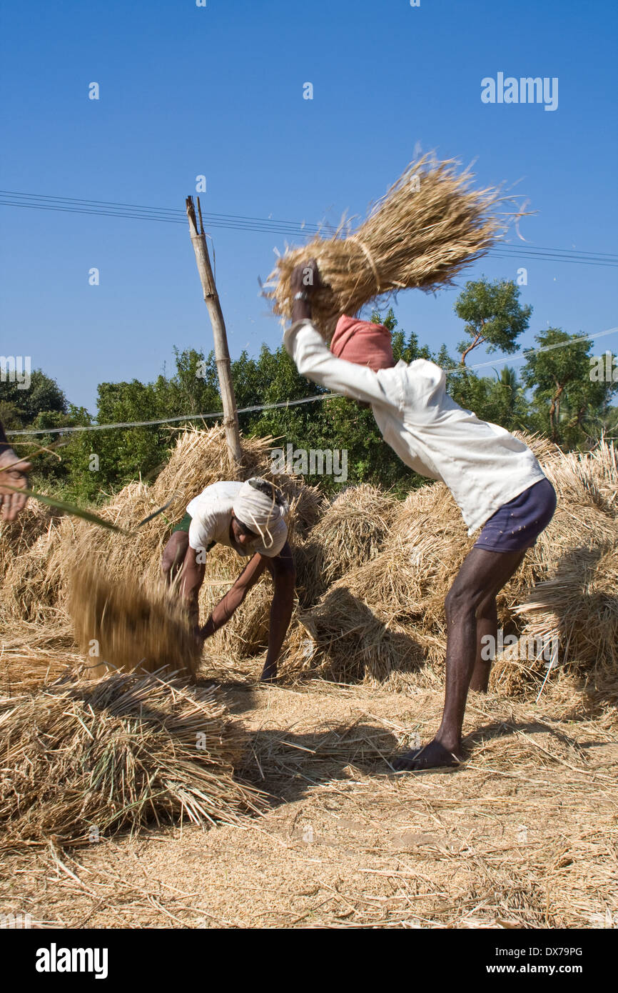 Farmers threshing rice Stock Photo - Alamy