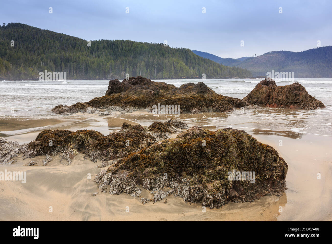 Beach rocks on a coastal beach on Vancouver Island Stock Photo - Alamy