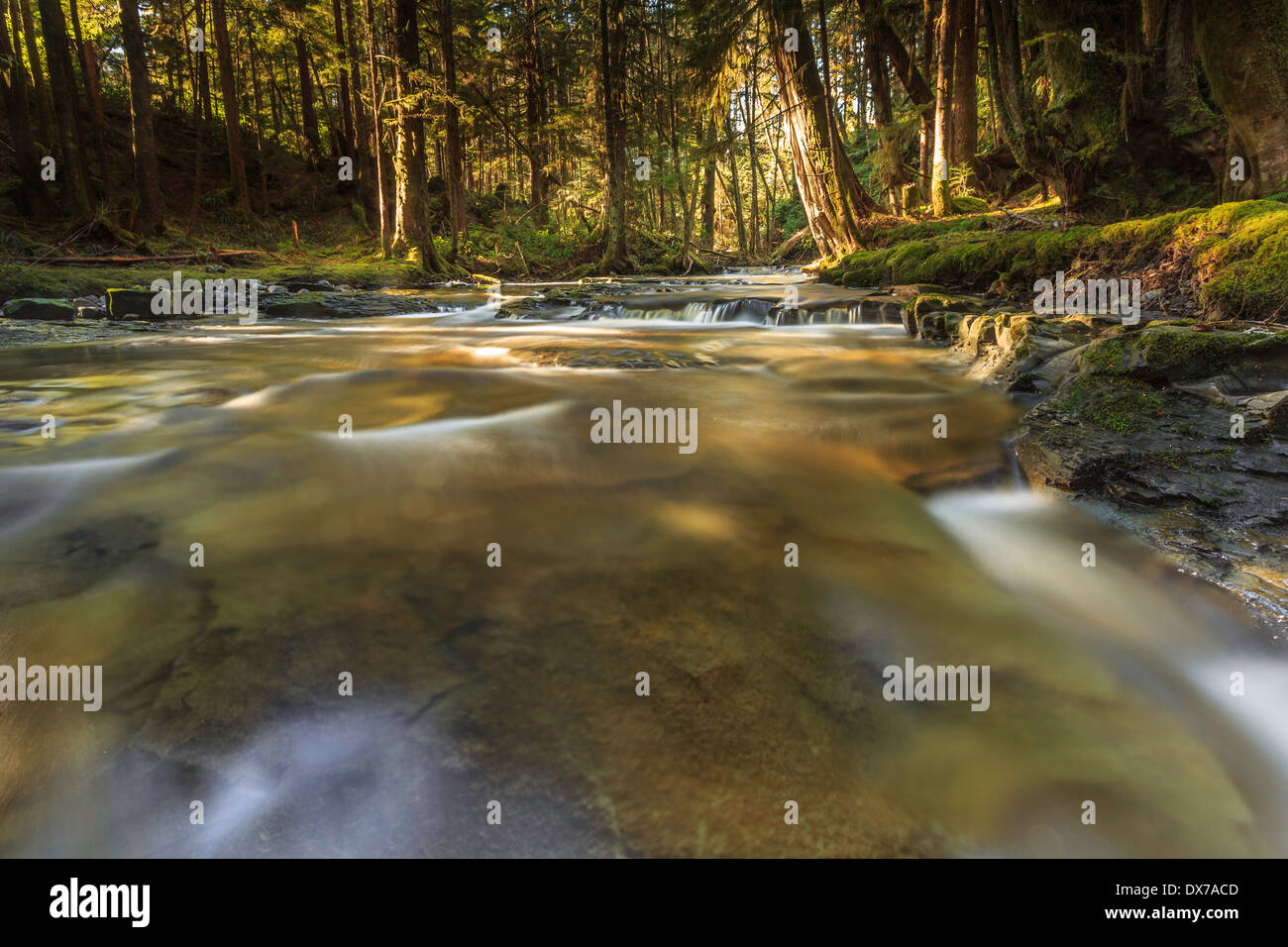 Forest river landscape hi-res stock photography and images - Alamy