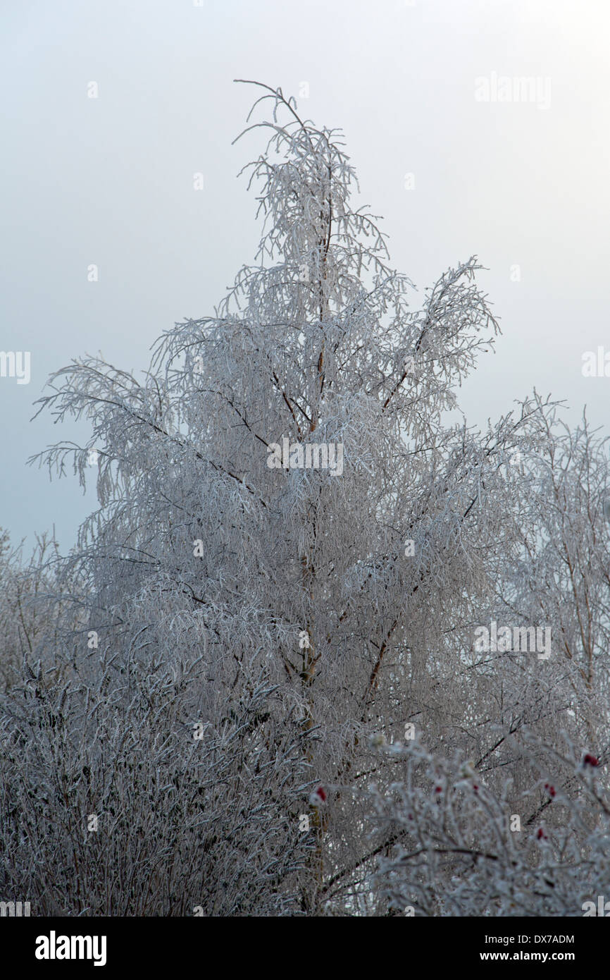 A frost covers ground hi-res stock photography and images - Alamy