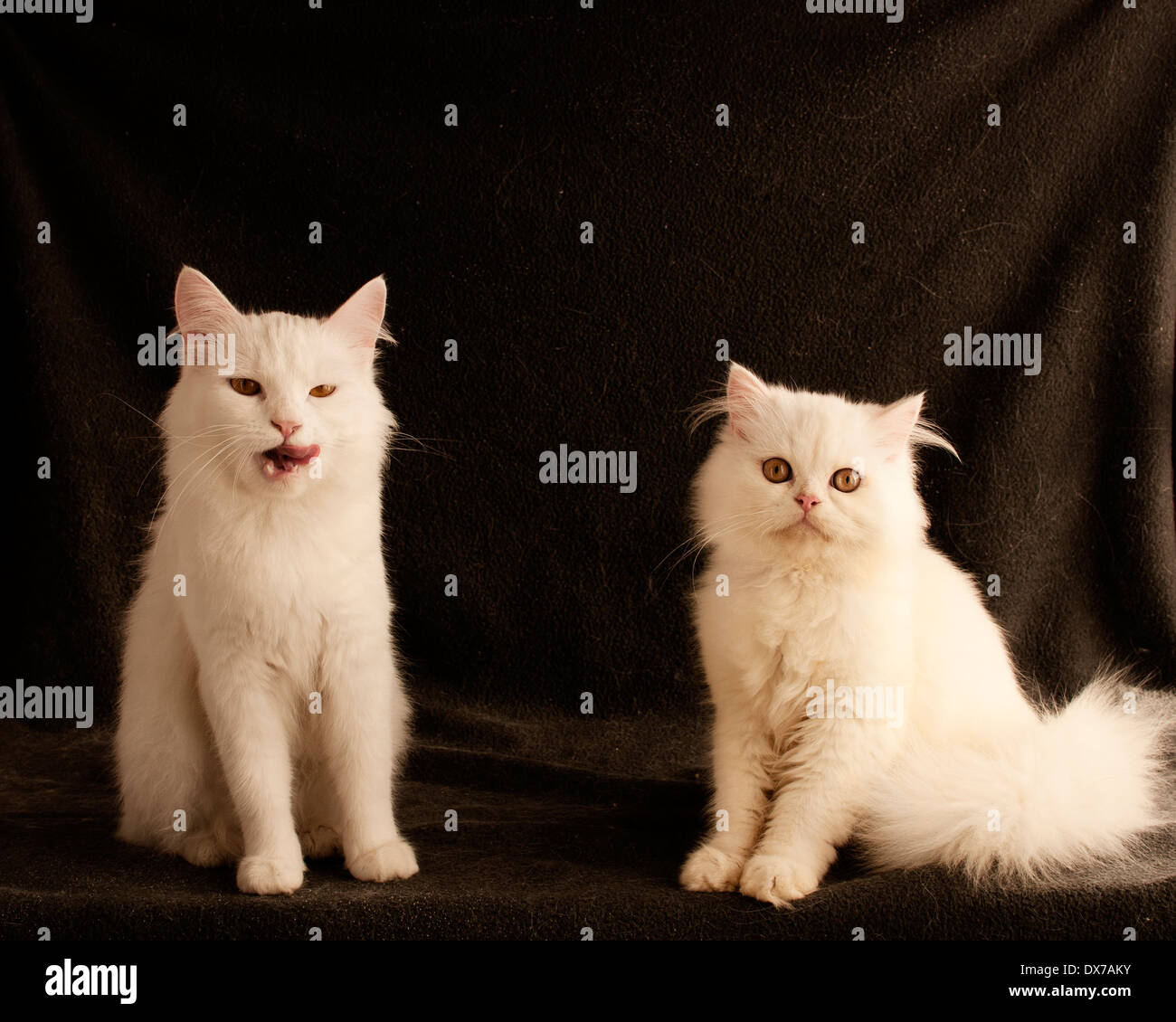 Family friends with cats hi-res stock photography and images - Alamy