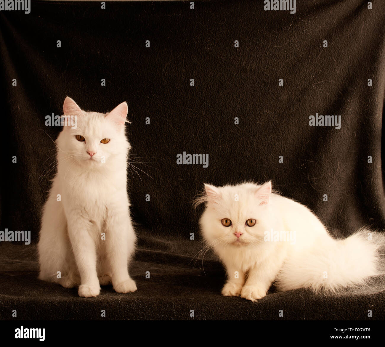 Cute family cats hi-res stock photography and images - Alamy