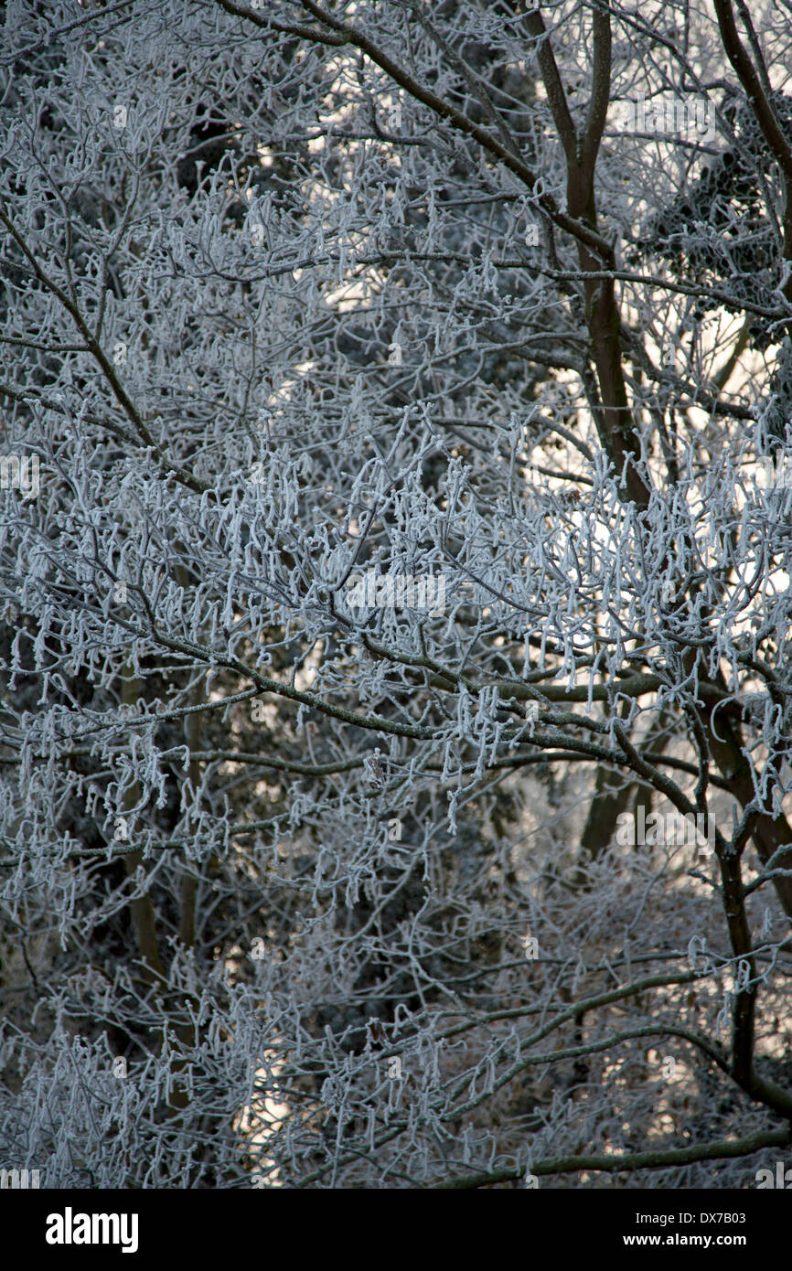 Tree branches covered with winter's frost Stock Photo - Alamy